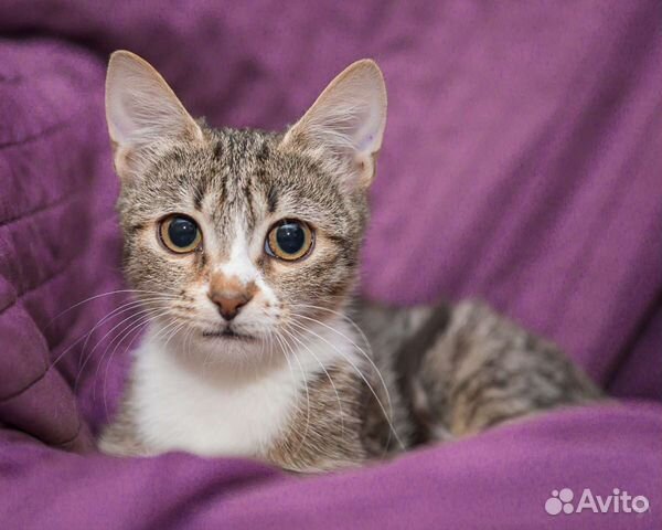 Маленькая полосатая мурлыка ищет дом (Котенок)