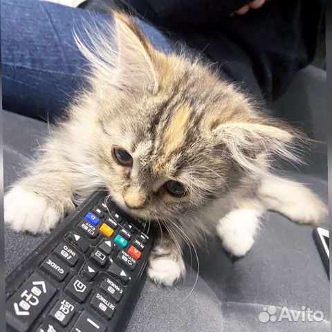 Котёнок, котята фенотип сибирской