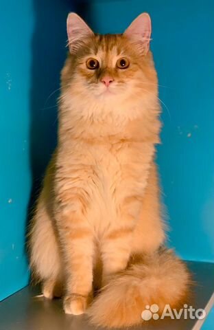 Крупный котенок Тиграш, 6 мес, в добрые руки