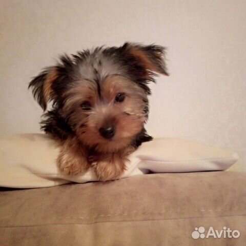 Йоркширский терьер девочка