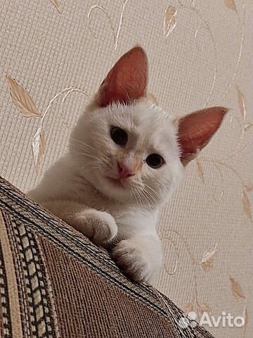 Кошка Кхао Мани 4 месяца