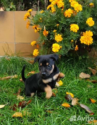 Щенки Цвергпинчера (метисы)