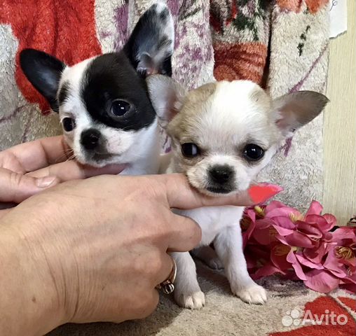 Чихуахуа mini и micro РКФ