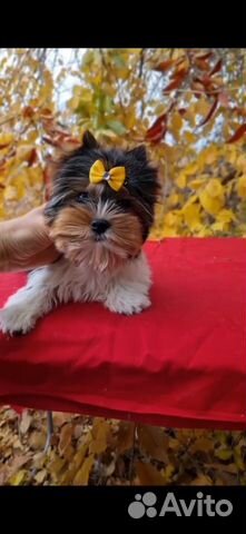 Щенки бивер йорка