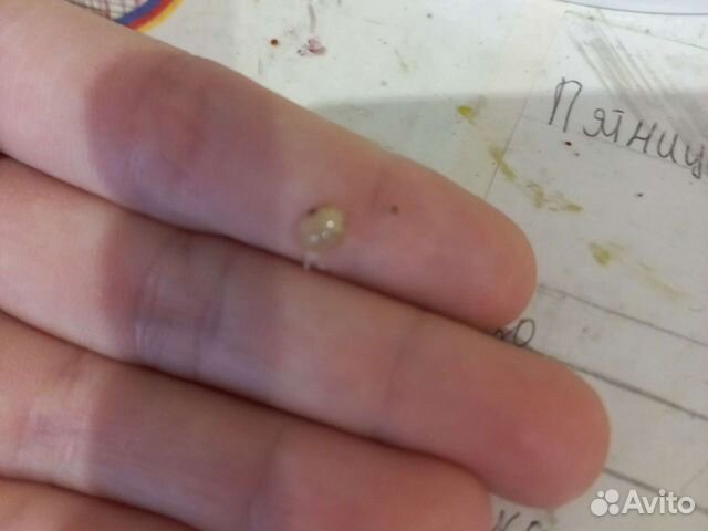 Крупные улитята ахатины