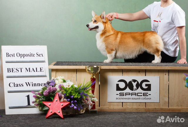 Вельш-корги пемброк вязка