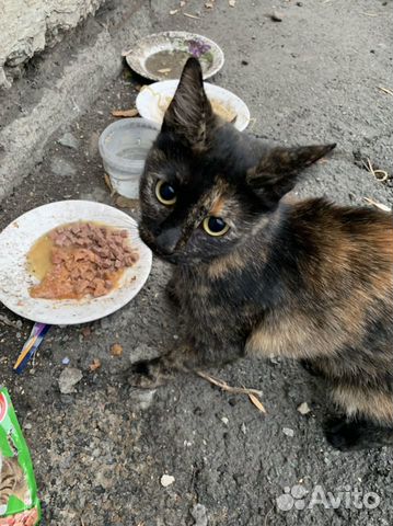 Кошечка-красавица подросток