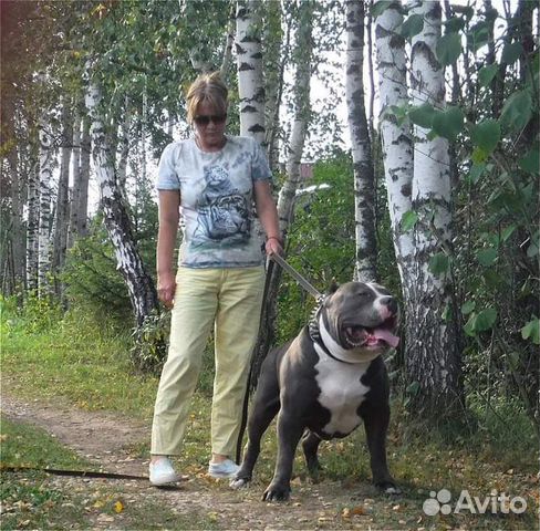 Американский булли xl