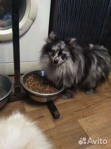 Померанский шпиц