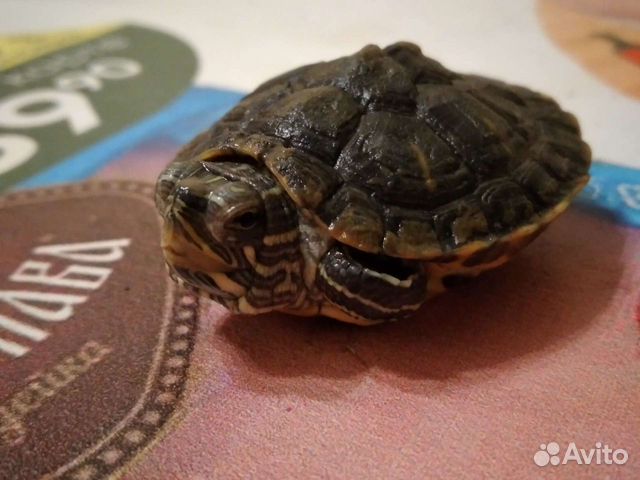 Красноухая черепаха