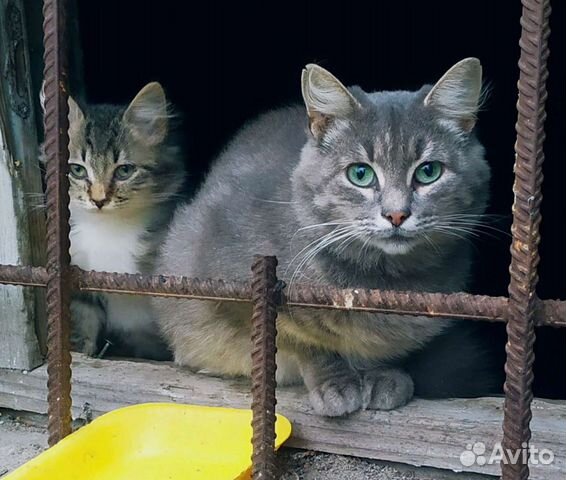 Красавица голубая кошечка и маленький котёнок заме