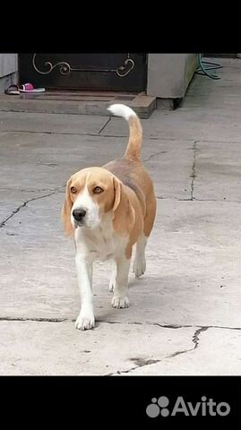 Бигль по кличке Злата с документами