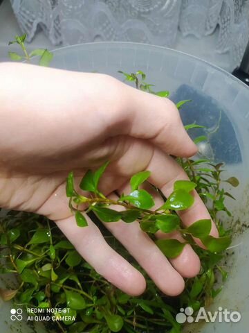 Аквариумные растения в сухой форме (длинностебельк