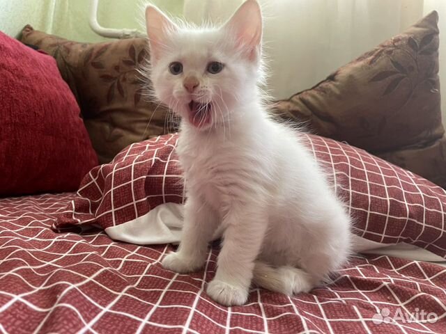 Белый котенок девочка, 1,5 мес ищет свой дом