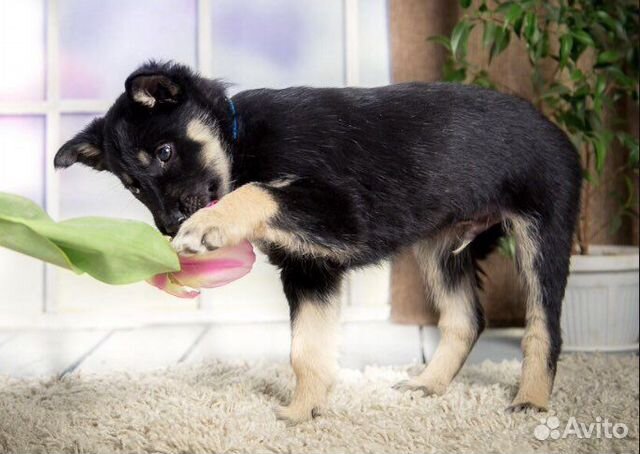 Щенок Мартин