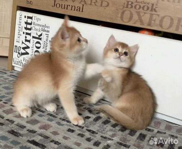 Мурчащие плюшки от Чемпионов