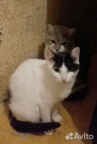 Кошки и коты стерилизованные с доставкой