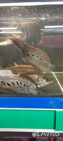 Ножи индийские