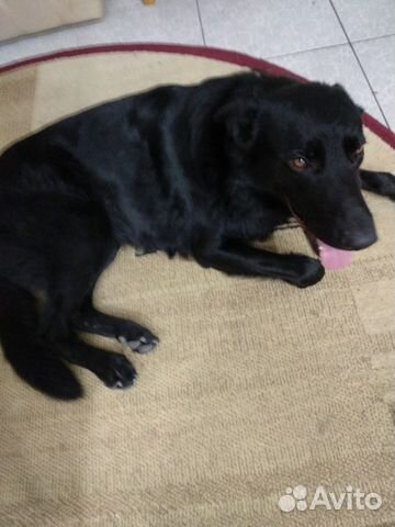 Немецкая овчарка вязка