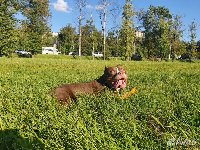 Вязка Американский булли