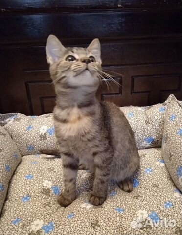 Котенок, девочка, 4 мес