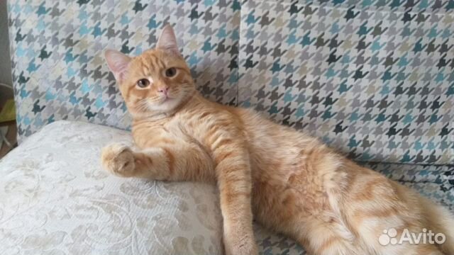 Кот Мидас