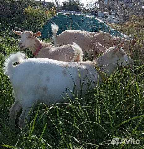 Камерунские козы