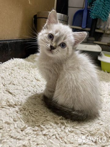 Невская маскарадная (отец)