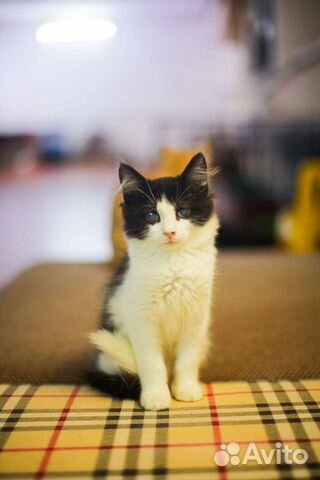 Котенок Чук