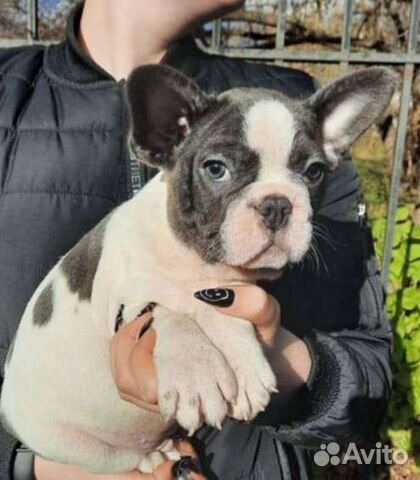 Марсик в поиске любящей семьи