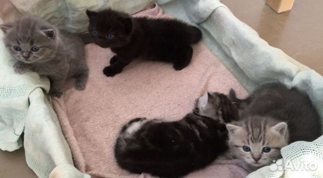 Британские котята