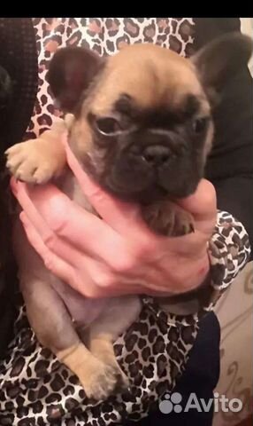 Французский бульдог щенки