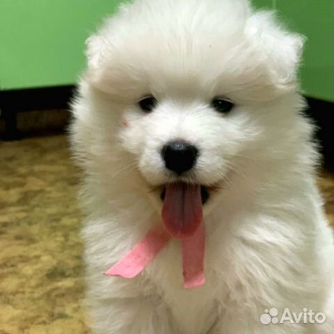 Самоед, кобели, им скоро 2 месяца