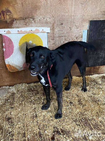 Собака в добрые руки