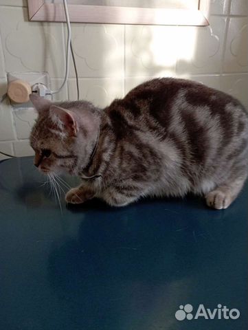 Британские котята
