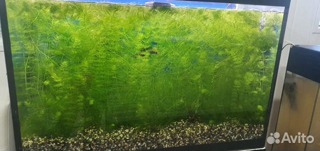 Водоросли для аквариума