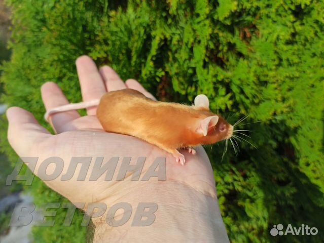 Солнечные мышки