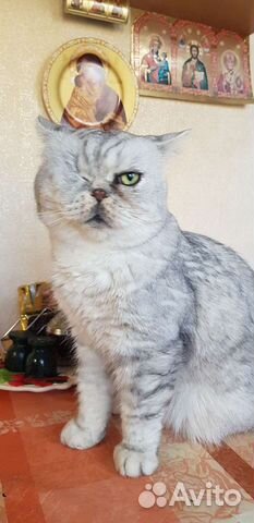 Серебристая шиншилла кот Кис 4,5года привит кастра