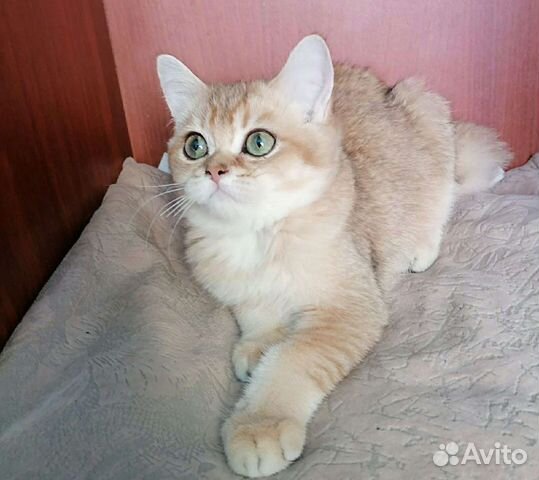 Кошки котята британские
