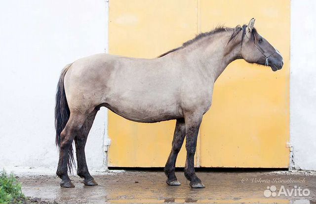 Кобыла. Белорусская упряжная