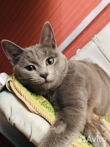 Милая малышка Мышка