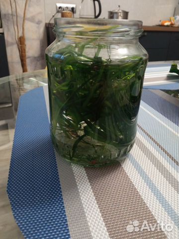Аквариумное растение водоросли