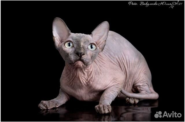 Девочка канадского сфинкса