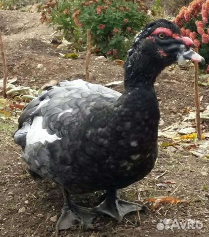 Мускусные утки тяжелые мясные линии