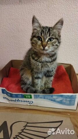 Котенок, девочка, 6 месяцев, ищет домик