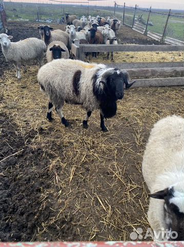 Овцы бараны