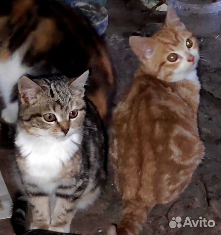 Котята в добрые руки бесплатно