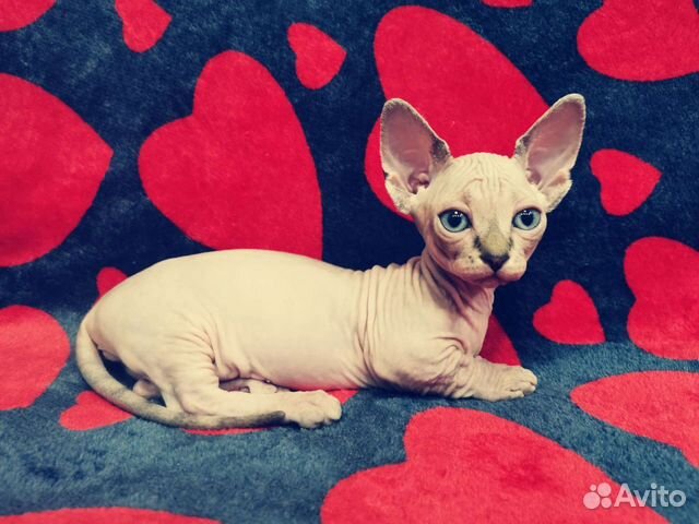 Супер мини бамбино