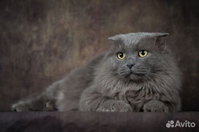 Кот в Вислоу в добрые руки