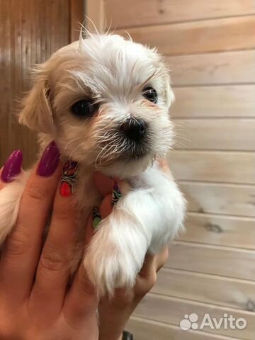 Мальтийская болонка Мальтезе